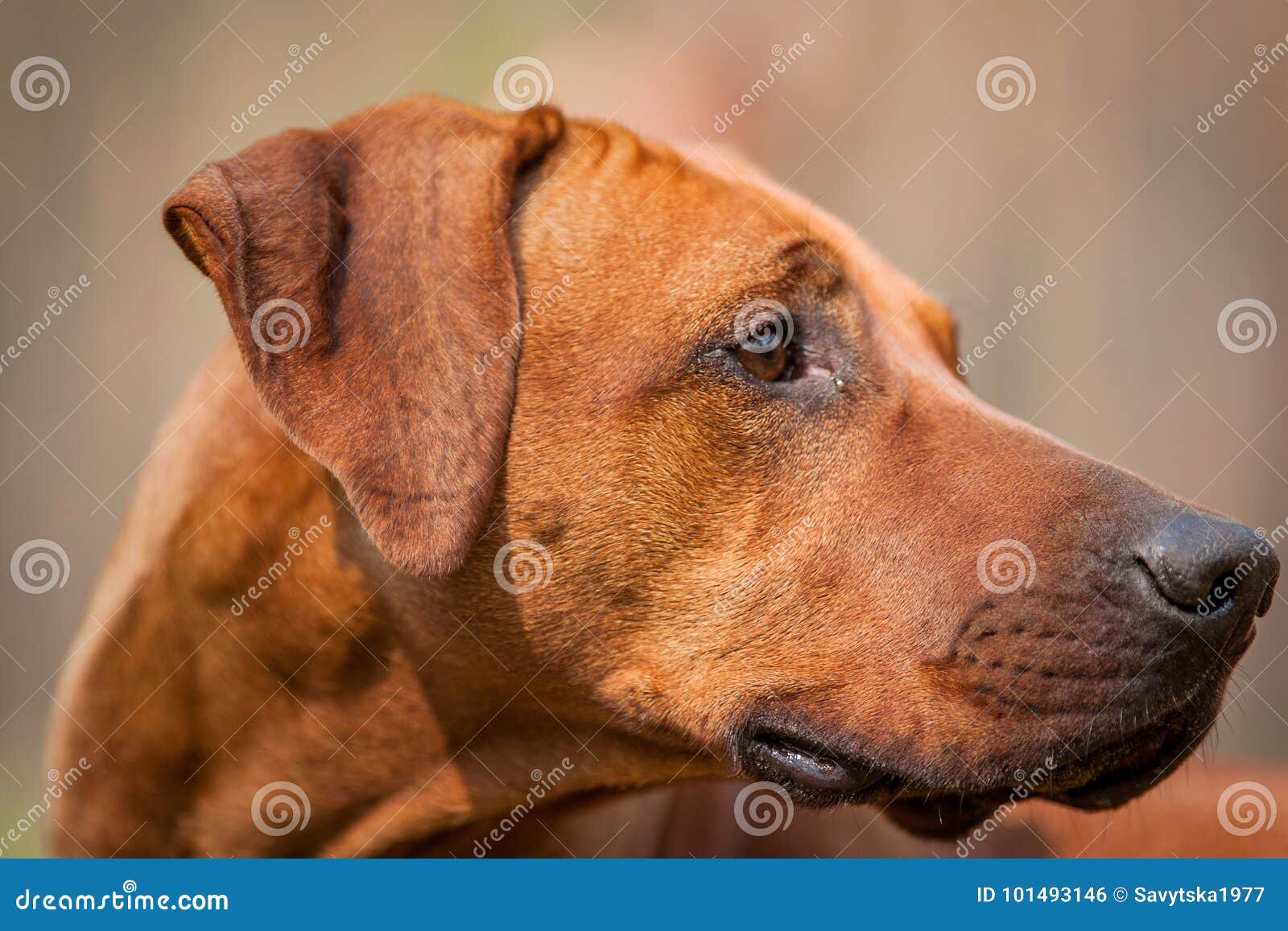 Rhodesian Ridgeback stock photo. Image of park, playful - 101493146
