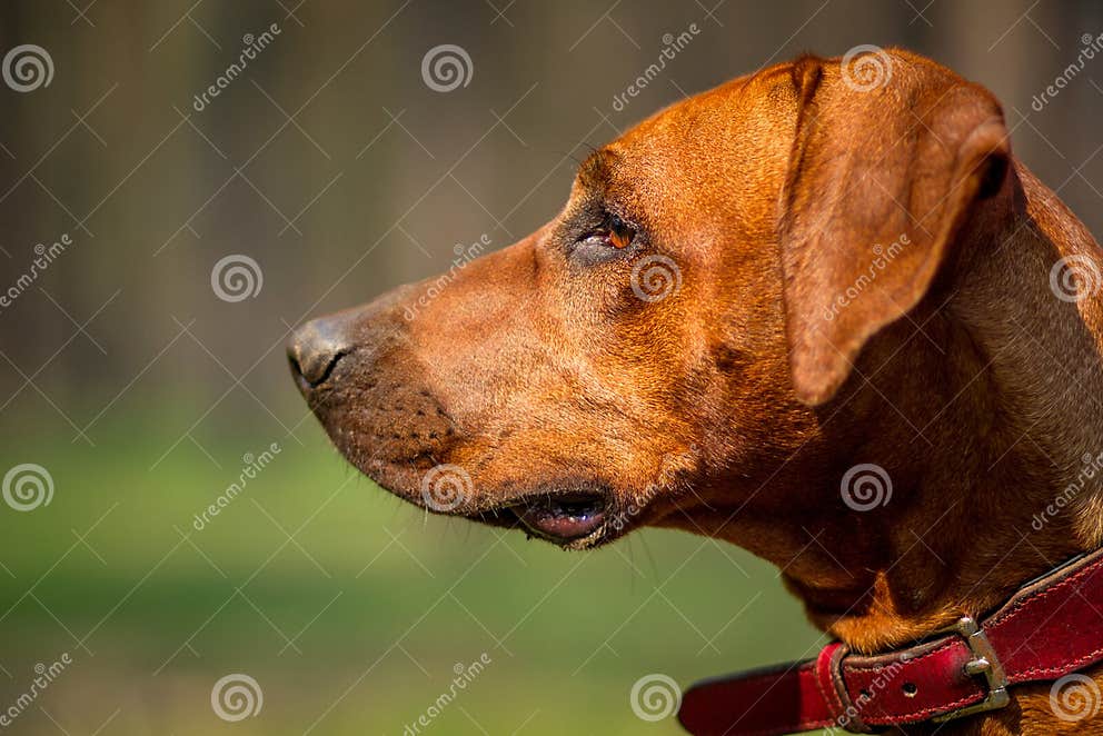 Rhodesian Ridgeback stock photo. Image of looking, cheerful - 101500136