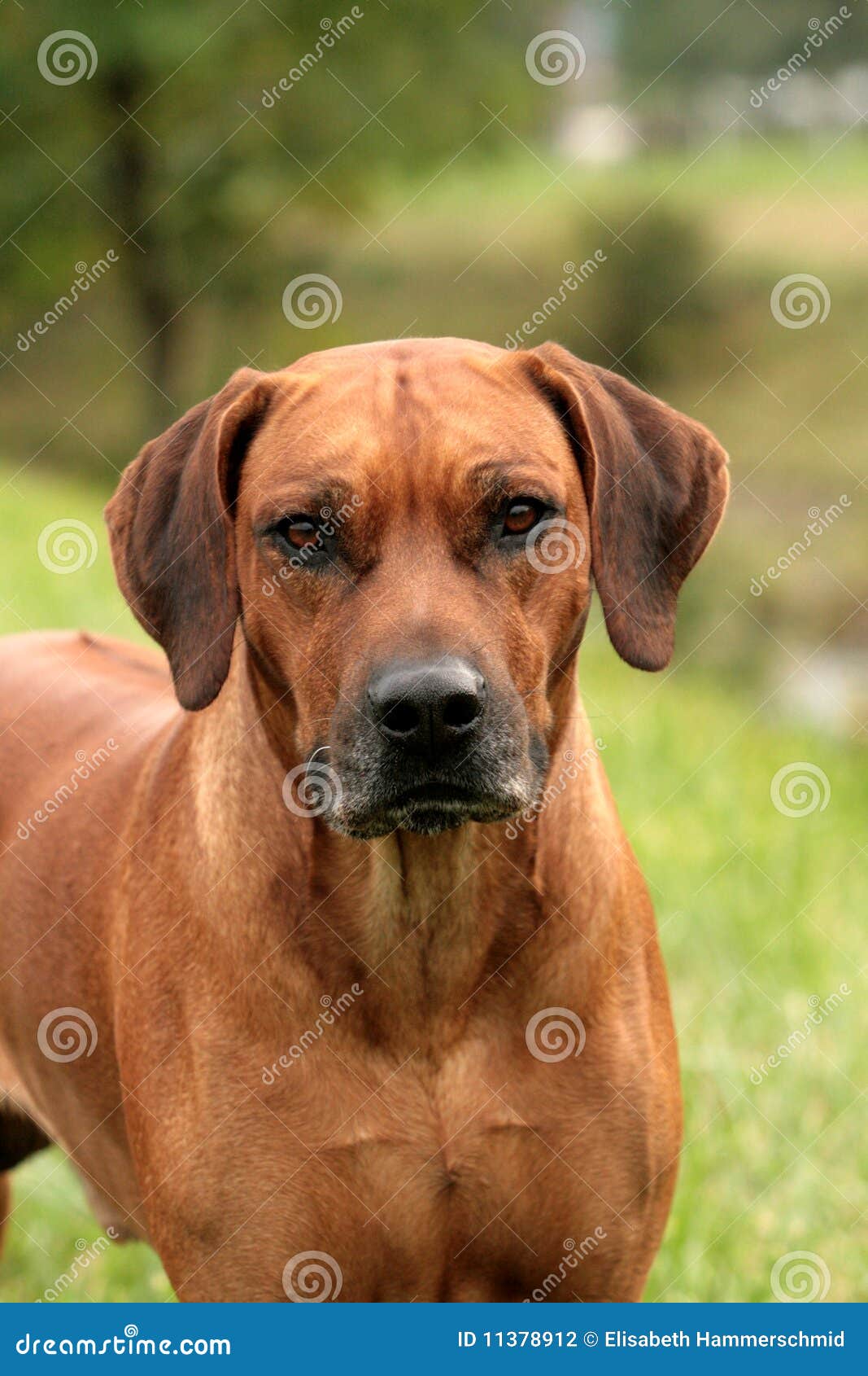 Rhodesian Ridgeback Portrait Stock Photo - Image of breeds, elderly ...