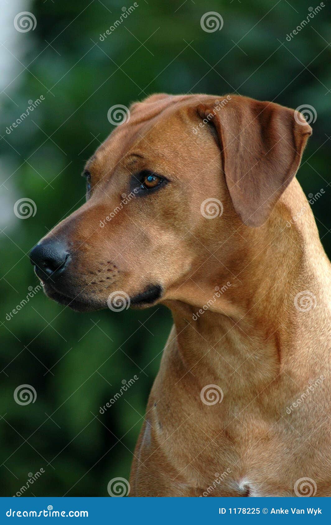 Rhodesian Ridgeback Portrait Stock Image - Image of staring, ears: 1178225