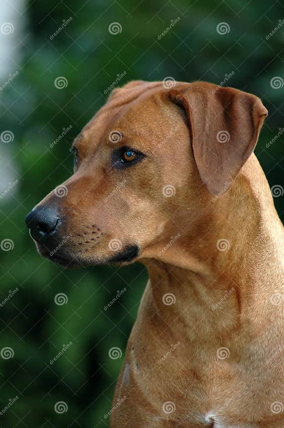 Rhodesian Ridgeback Portrait Stock Image - Image of staring, ears: 1178225