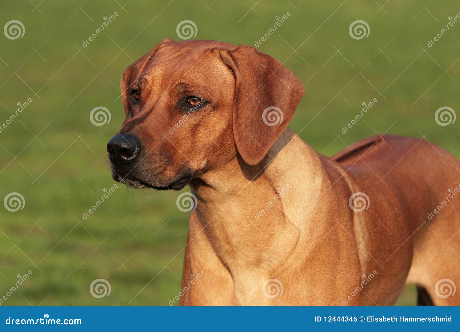 Rhodesian Ridgeback Portrait Stock Photo - Image of gorgeous ...