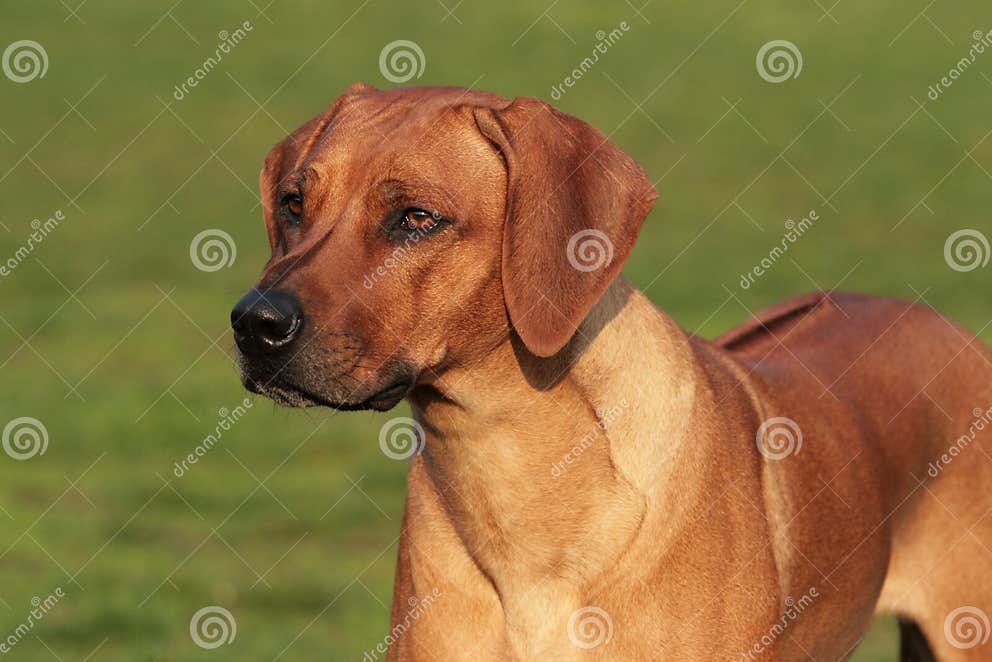 Rhodesian Ridgeback Portrait Stock Photo - Image of gorgeous ...