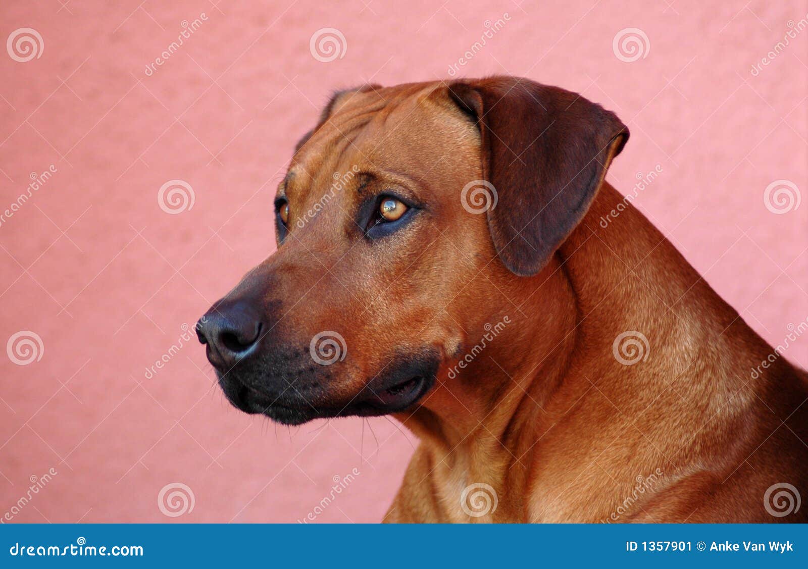 Rhodesian Ridgeback Portrait Stock Image - Image of head, attentive ...