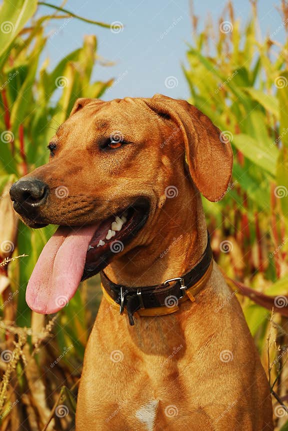 Rhodesian Ridgeback Portrait Stock Image - Image of smile, female: 14494869