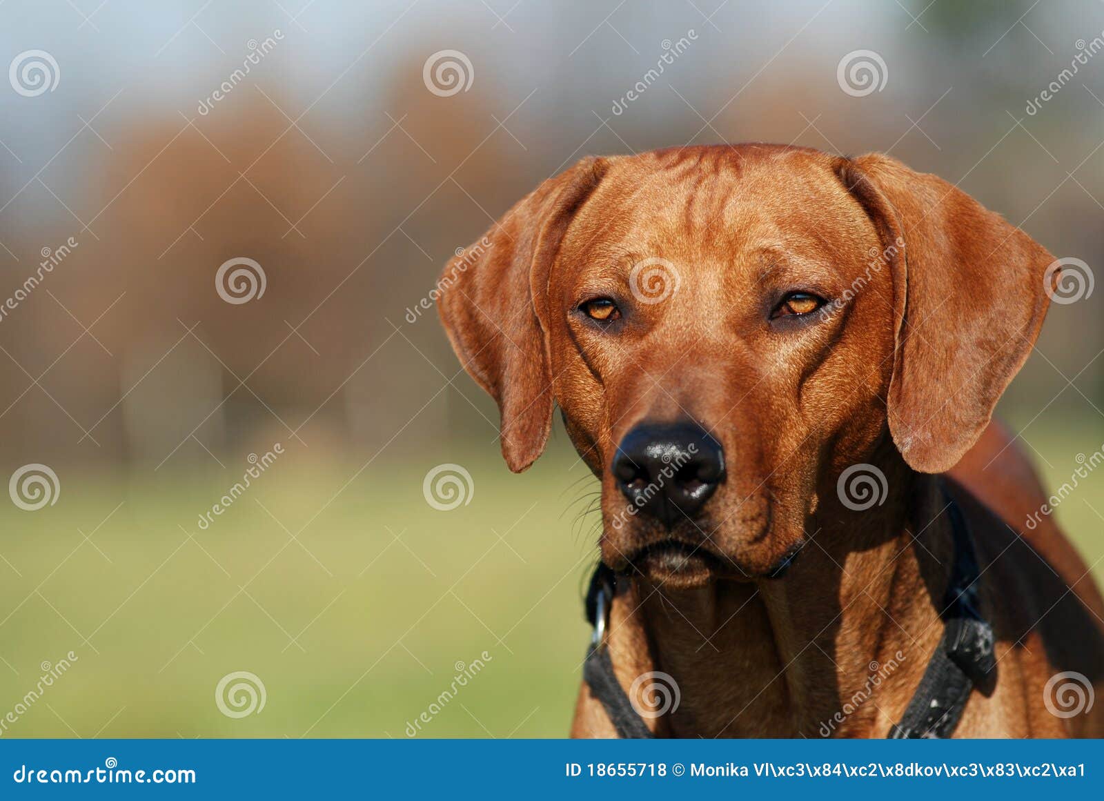 Rhodesian Ridgeback Portrait Stock Photo - Image of cute, doggy: 18655718