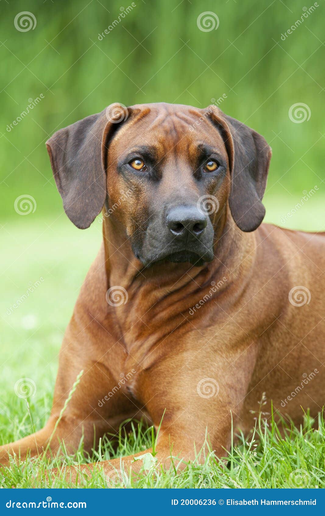 Rhodesian Ridgeback Portrait Stock Photo - Image of adorable, faces ...