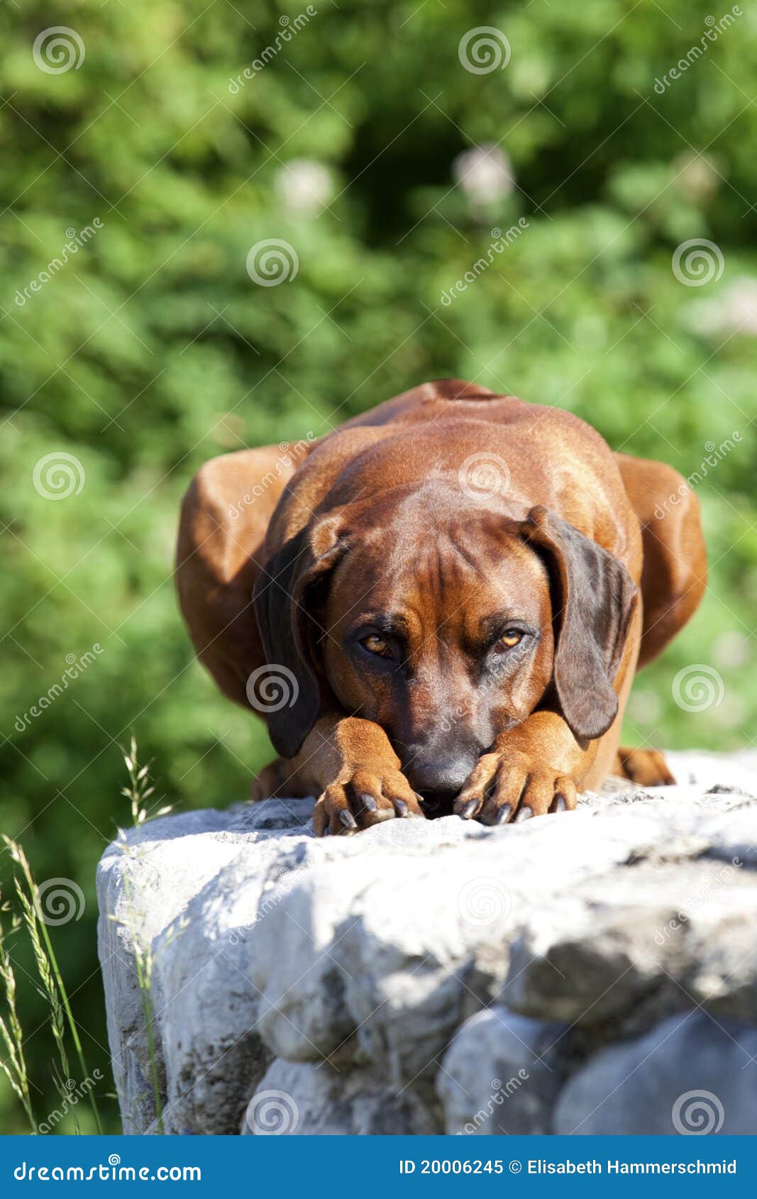 Rhodesian Ridgeback Portrait Stock Image - Image of cute, adorable ...