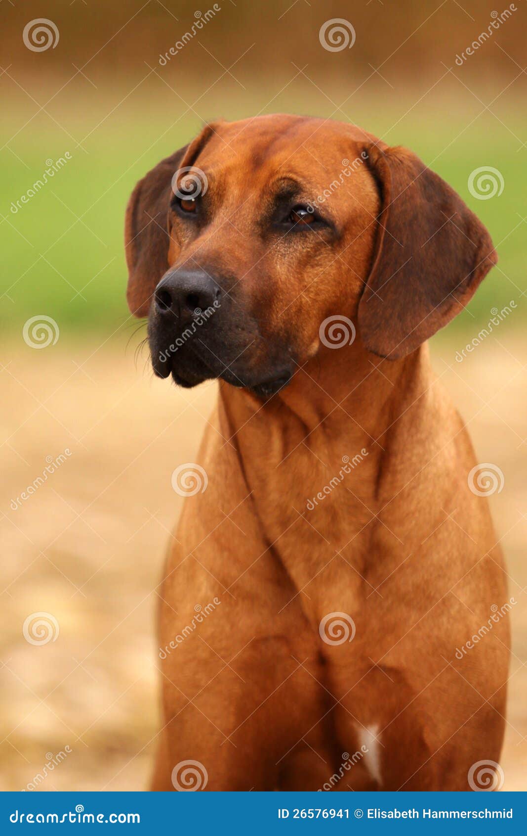 Rhodesian Ridgeback Portrait Stock Image - Image of crease, front: 26576941
