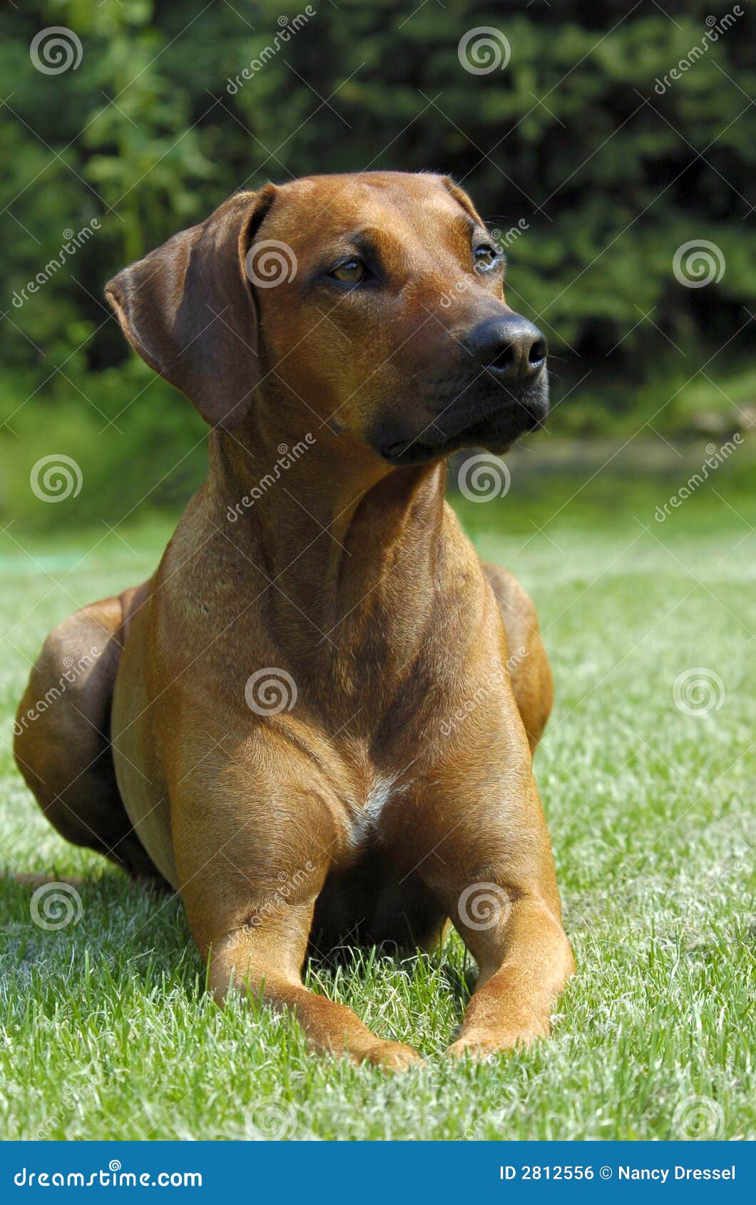 Rhodesian Ridgeback Portrait Stock Photo - Image of looking, happy: 2812556