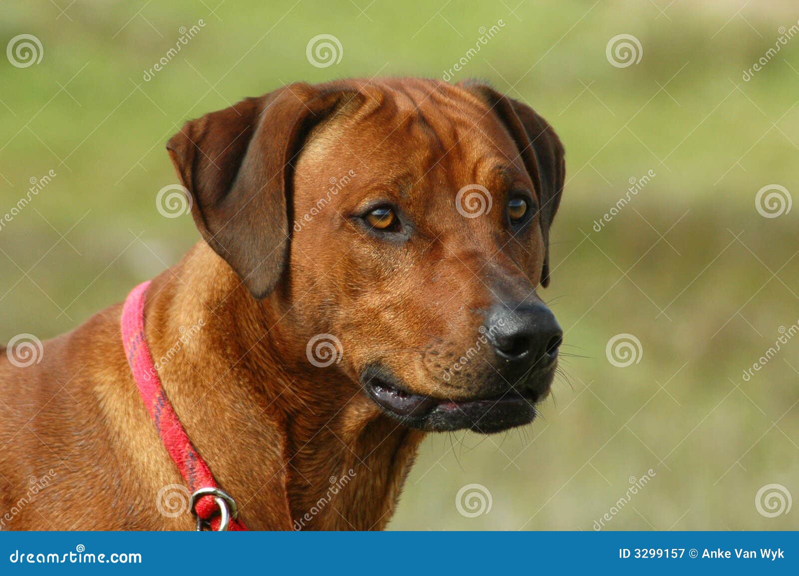 Rhodesian Ridgeback Portrait Stock Image - Image of adult, africas: 3299157