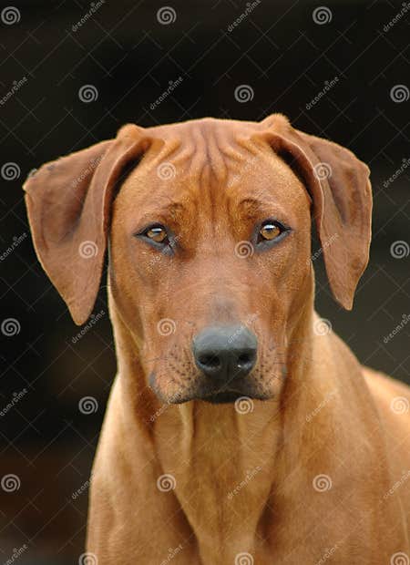 Rhodesian Ridgeback Portrait Stock Photo - Image of beautiful, dogs: 973752
