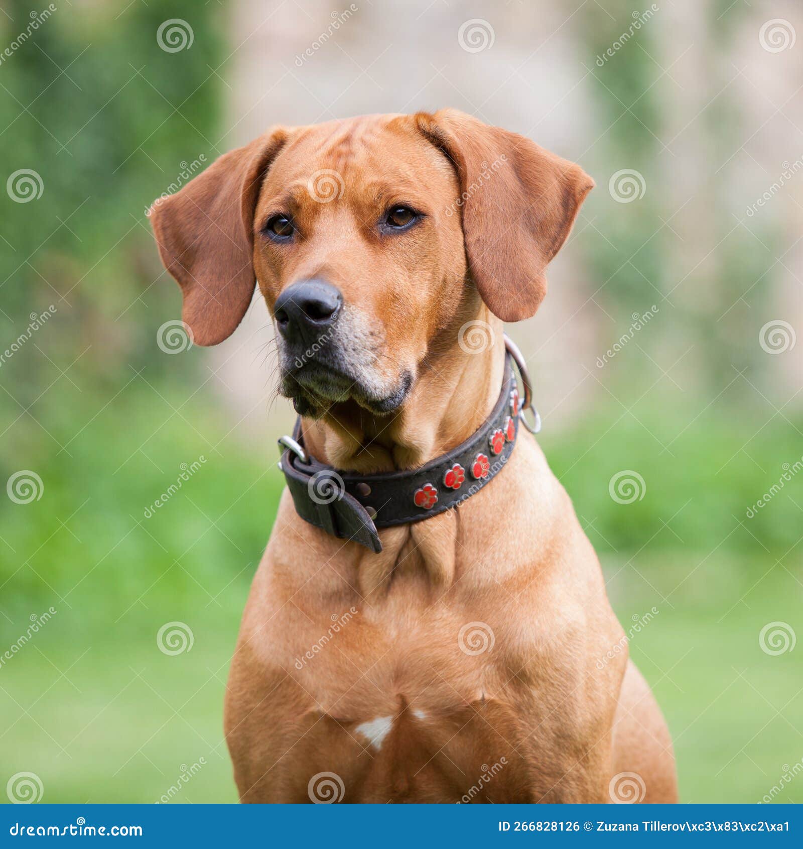 Rhodesian Ridgeback stock photo. Image of small, attentive - 266828126