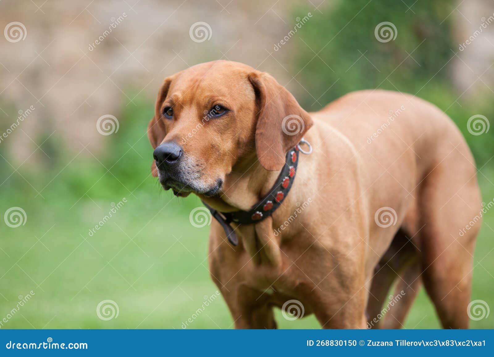 Rhodesian Ridgeback stock photo. Image of vigilant, small - 268830150