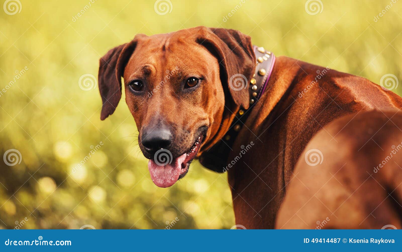 Rhodesian Ridgeback Portrait in Autumn Stock Image - Image of domestic ...