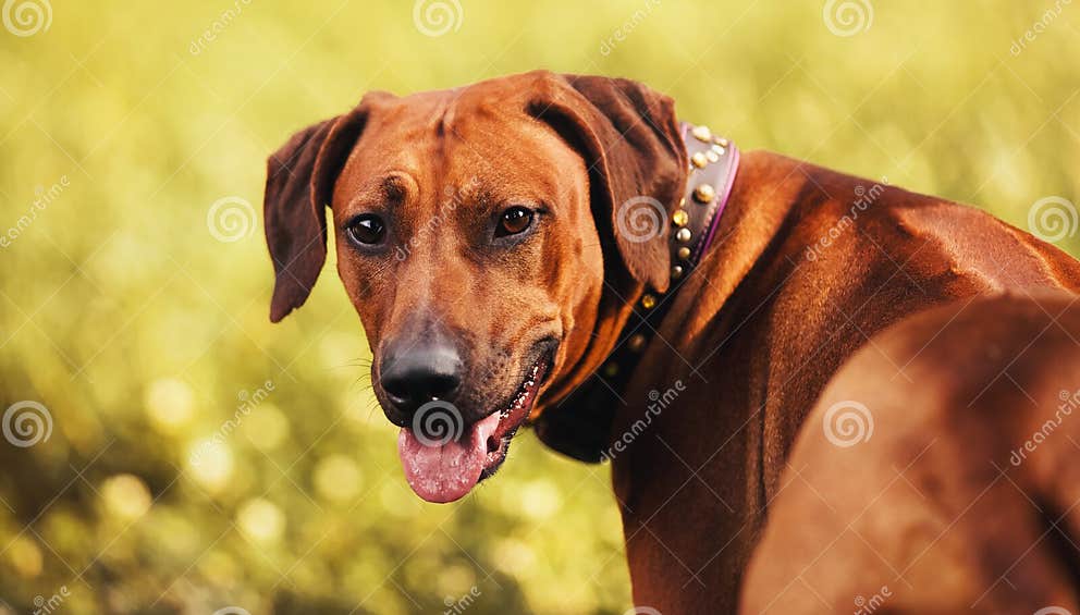 Rhodesian Ridgeback Portrait in Autumn Stock Image - Image of domestic ...