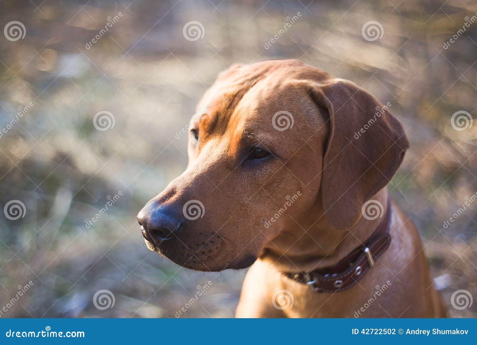 Rhodesian Ridgeback stock photo. Image of coonhound, broholmer - 42722502
