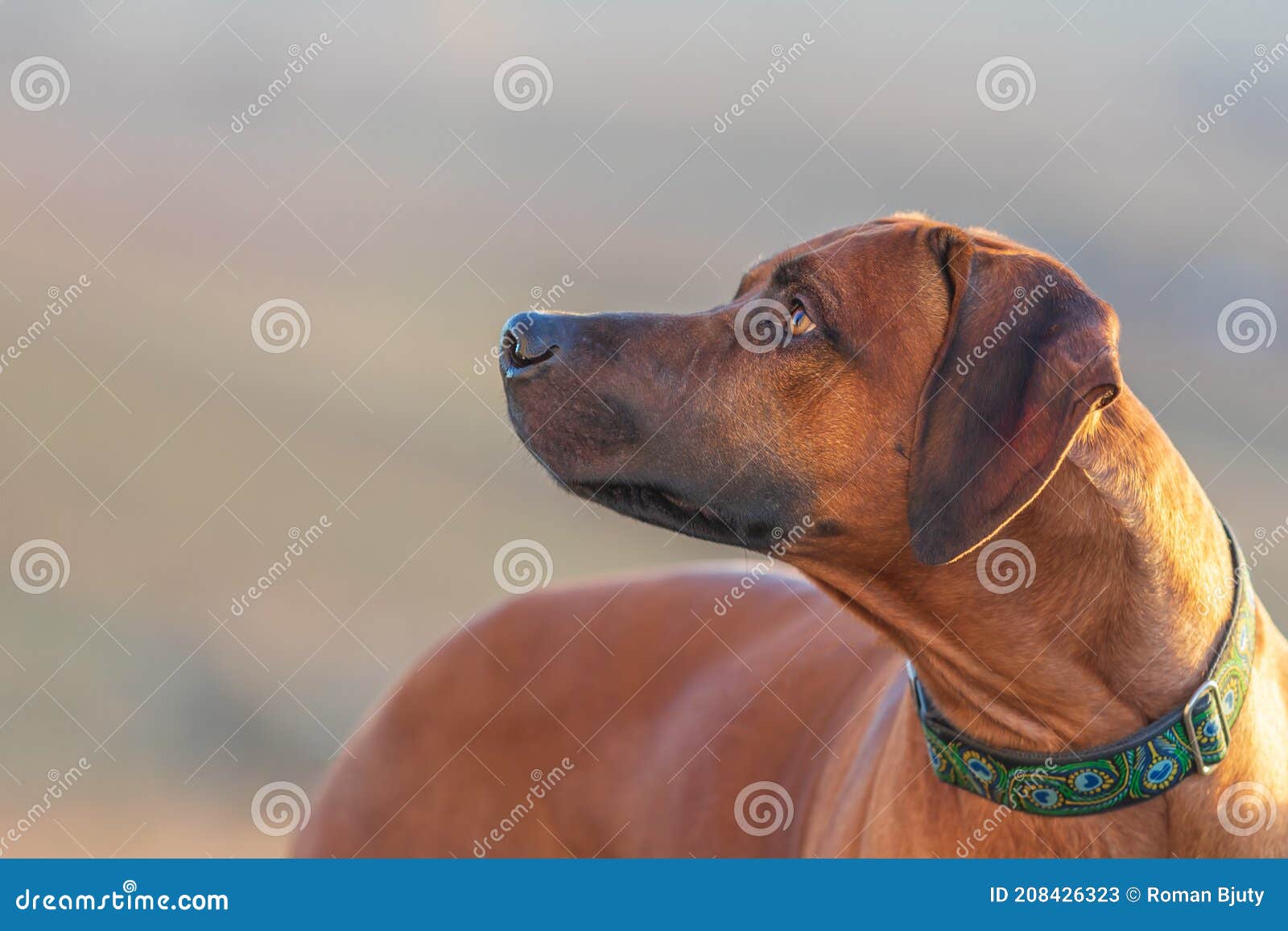 Rhodesian Ridgeback - Portrait of the Head of a Large Brown Dog from a ...