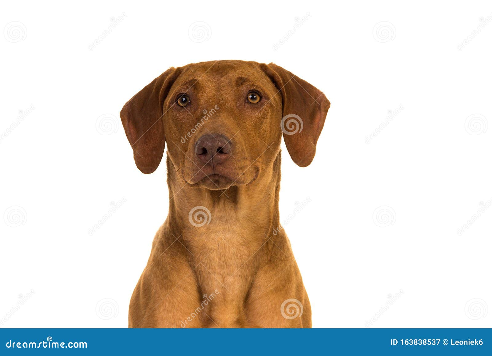 A Rhodesian Ridgeback Portrait Isolated in White Background Stock Image ...