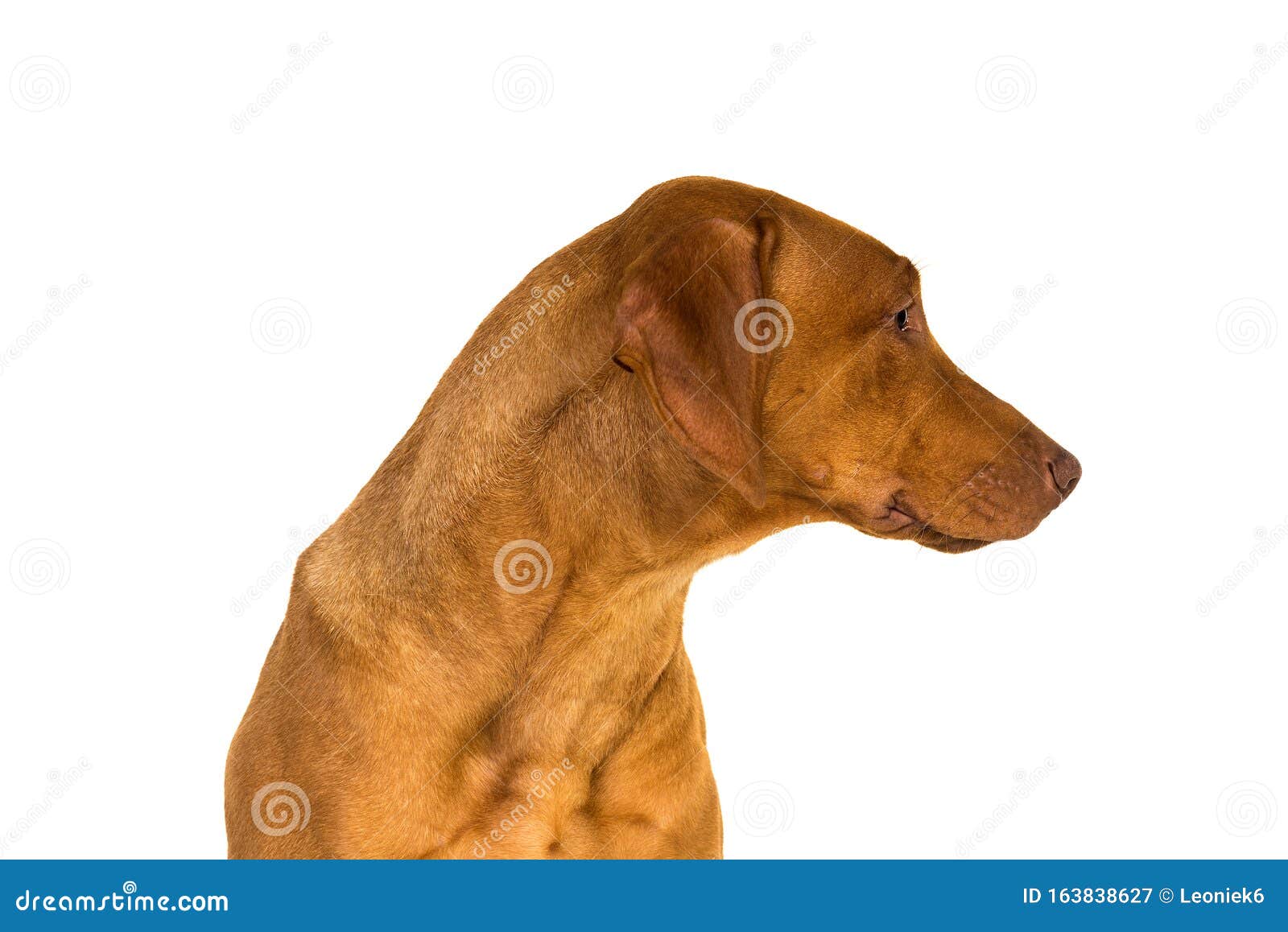 A Rhodesian Ridgeback Portrait Isolated in White Background Stock Image ...
