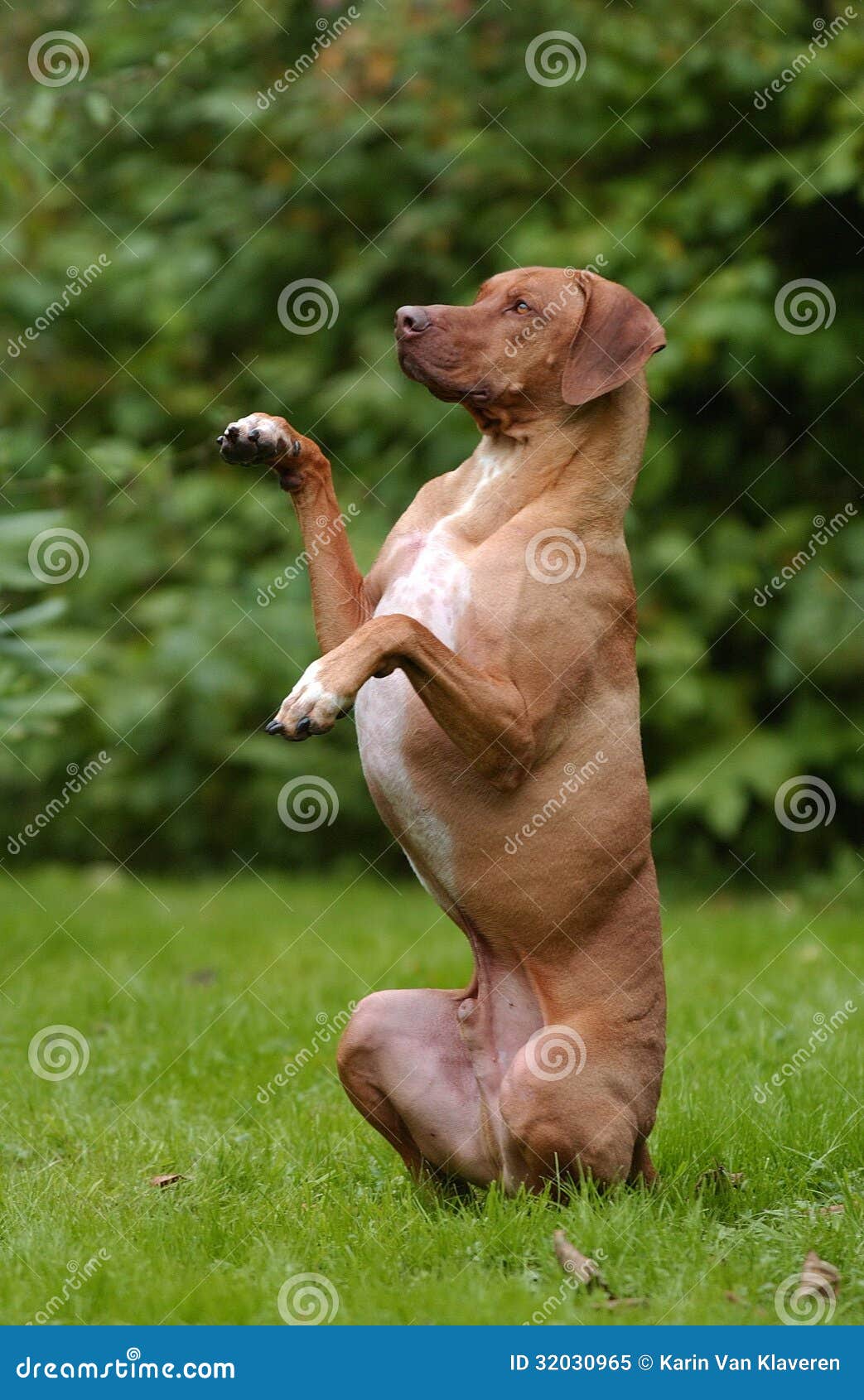 Rhodesian Ridgeback stock image. Image of white, africa - 32030965