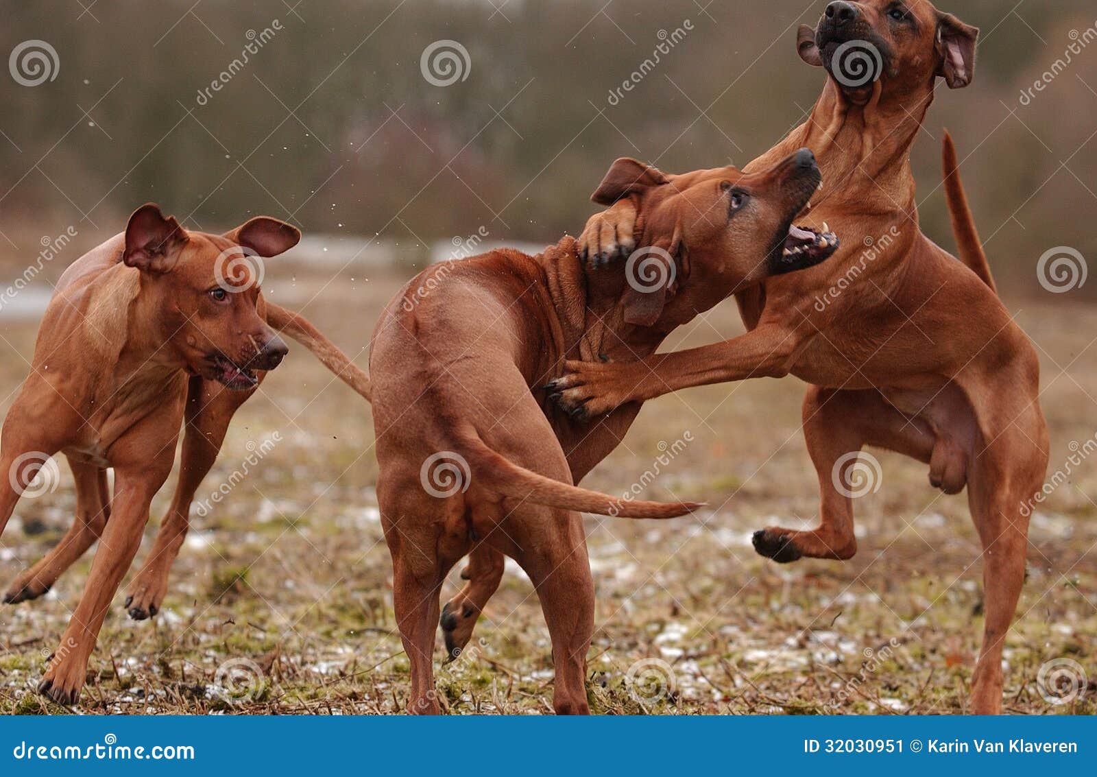 Rhodesian Ridgeback stock image. Image of livernose, rhodesian - 32030951