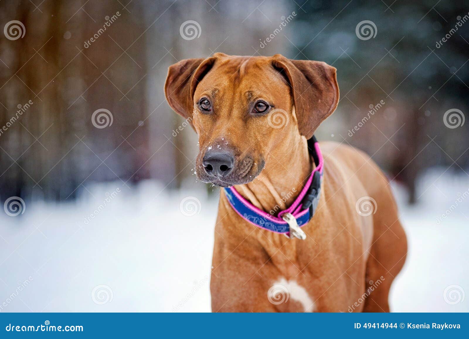 Rhodesian Ridgeback Portrait on Winter Background Stock Photo - Image ...