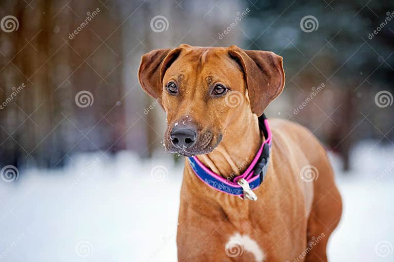 Rhodesian Ridgeback Portrait on Winter Background Stock Photo - Image ...
