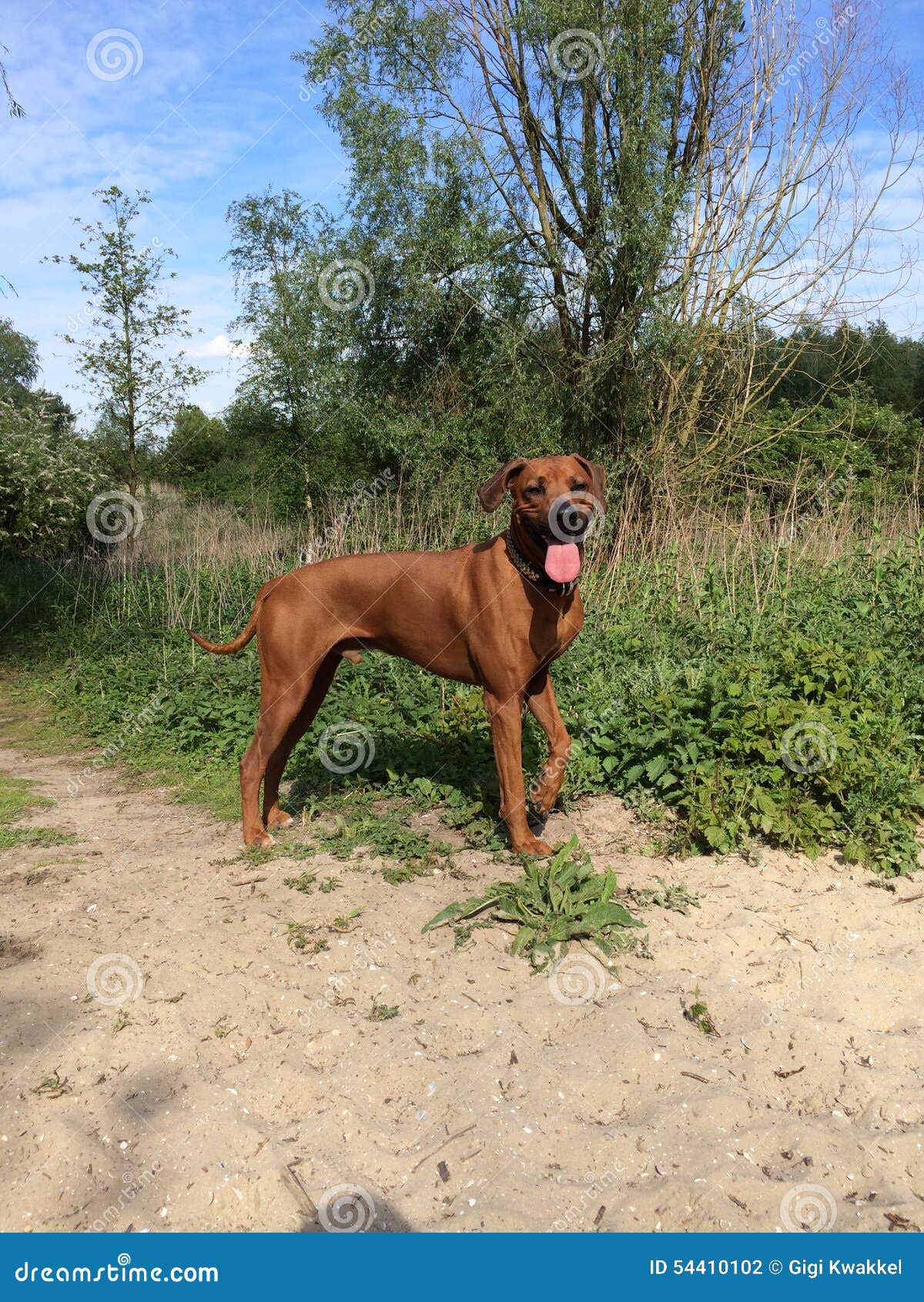 Rhodesian Ridgeback Posing Standing Still Stock Photo - Image of ...