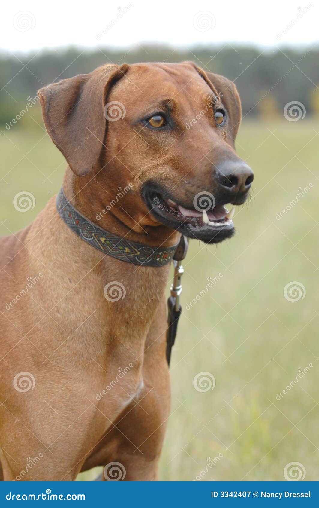 Rhodesian Ridgeback Profile Stock Image - Image of champion, portrait ...