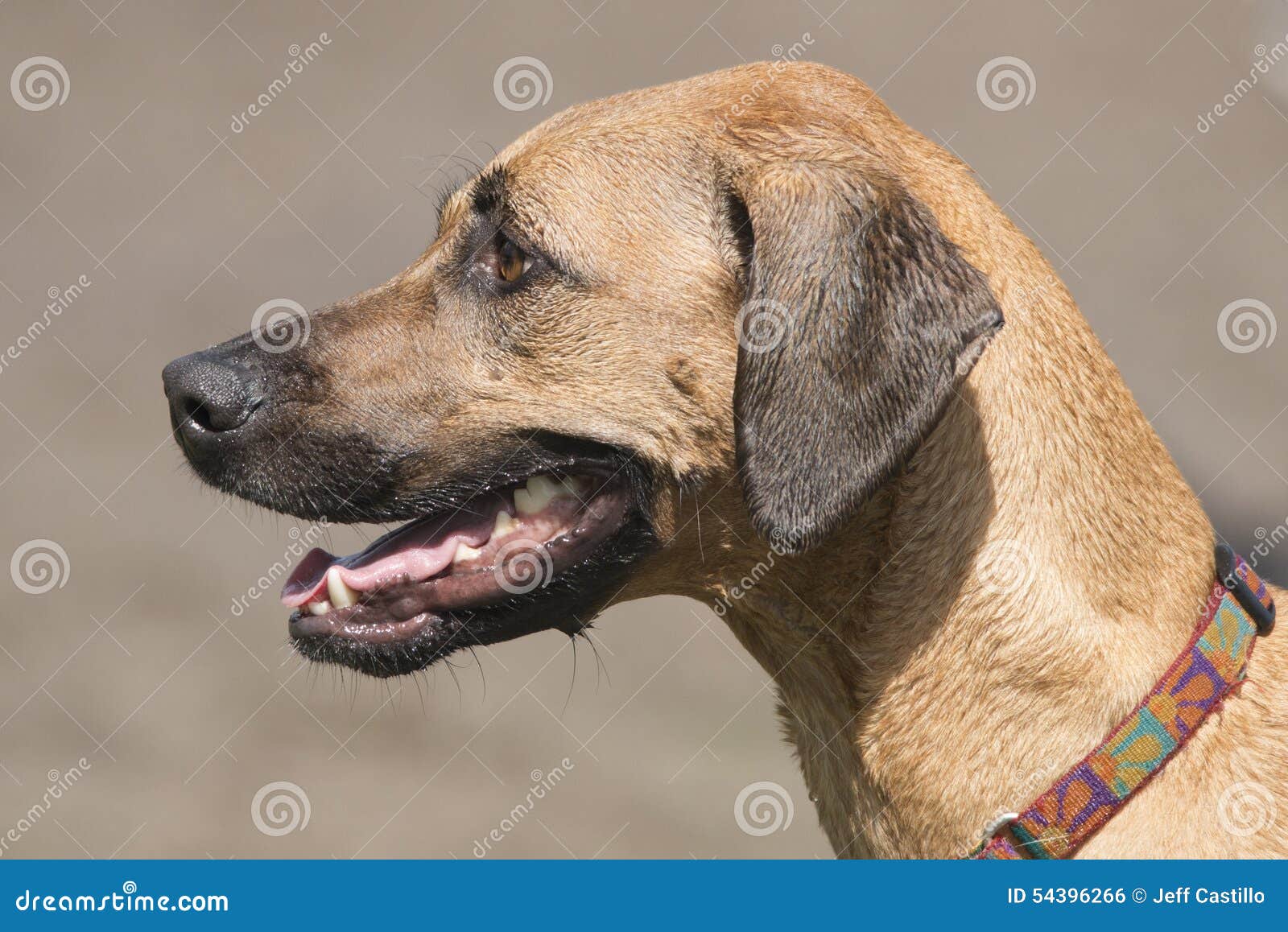 Rhodesian Ridgeback Profile Stock Photo - Image of florida, profile ...