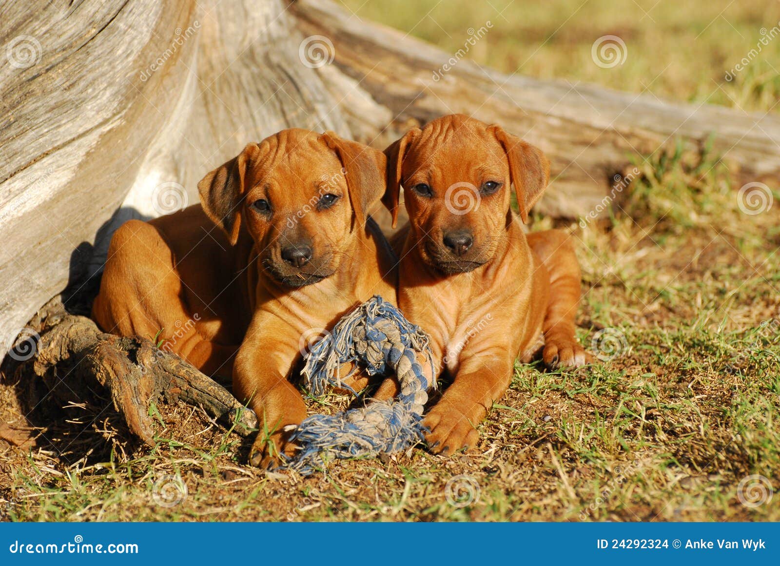 Rhodesian Ridgeback Puppies Stock Photo - Image of gazing, domestic ...