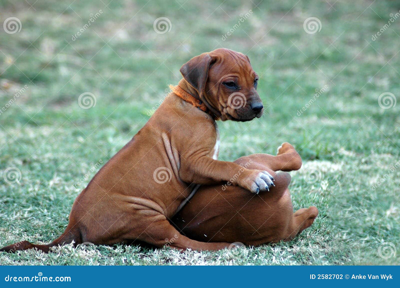 Rhodesian Ridgeback Puppies Stock Photo - Image of playing, brown: 2582702