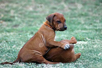 Rhodesian Ridgeback Puppies Stock Photo - Image of playing, brown: 2582702