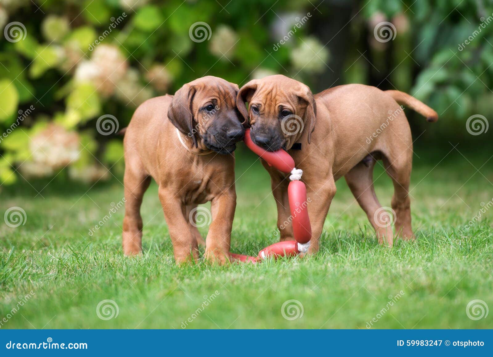 Rhodesian Ridgeback Puppies Playing Stock Image - Image of funny, cute ...
