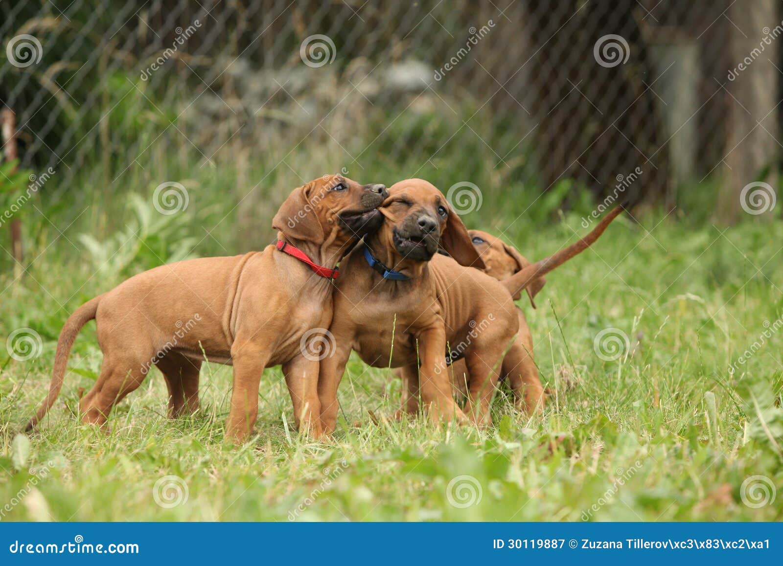 Rhodesian Ridgeback Puppies Playing Stock Image - Image of rhodesian ...