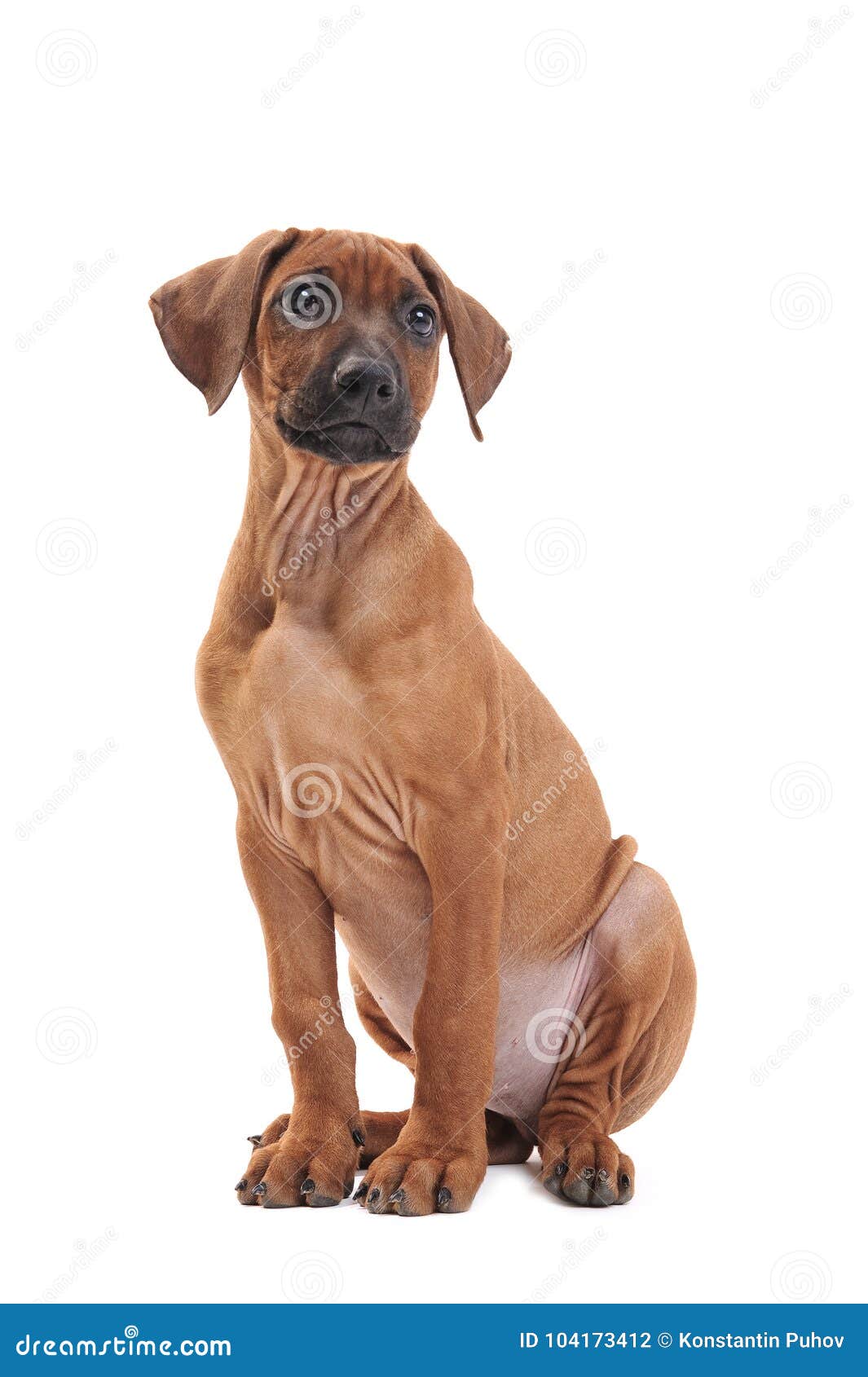 Rhodesian Ridgeback Puppies Stock Photo - Image of rhodesian ...