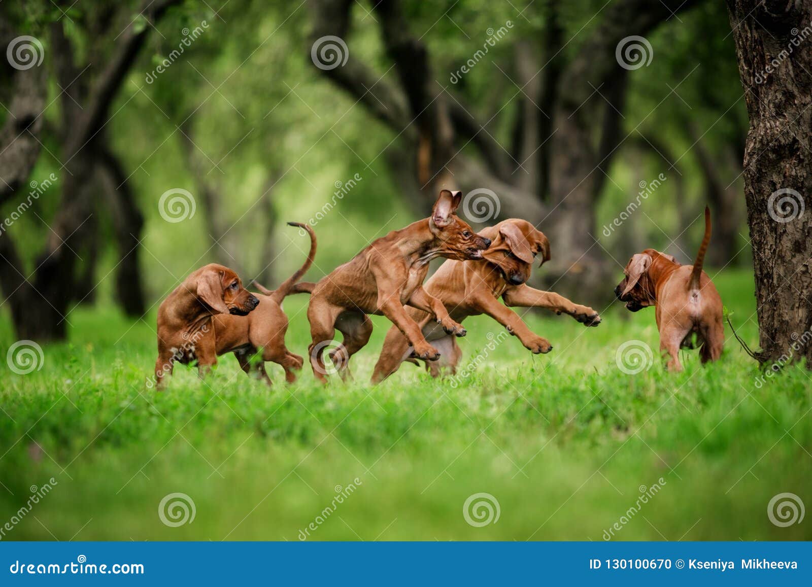 Rhodesian Ridgeback Puppies Run and Have Fun Outdoors. Stock Photo ...
