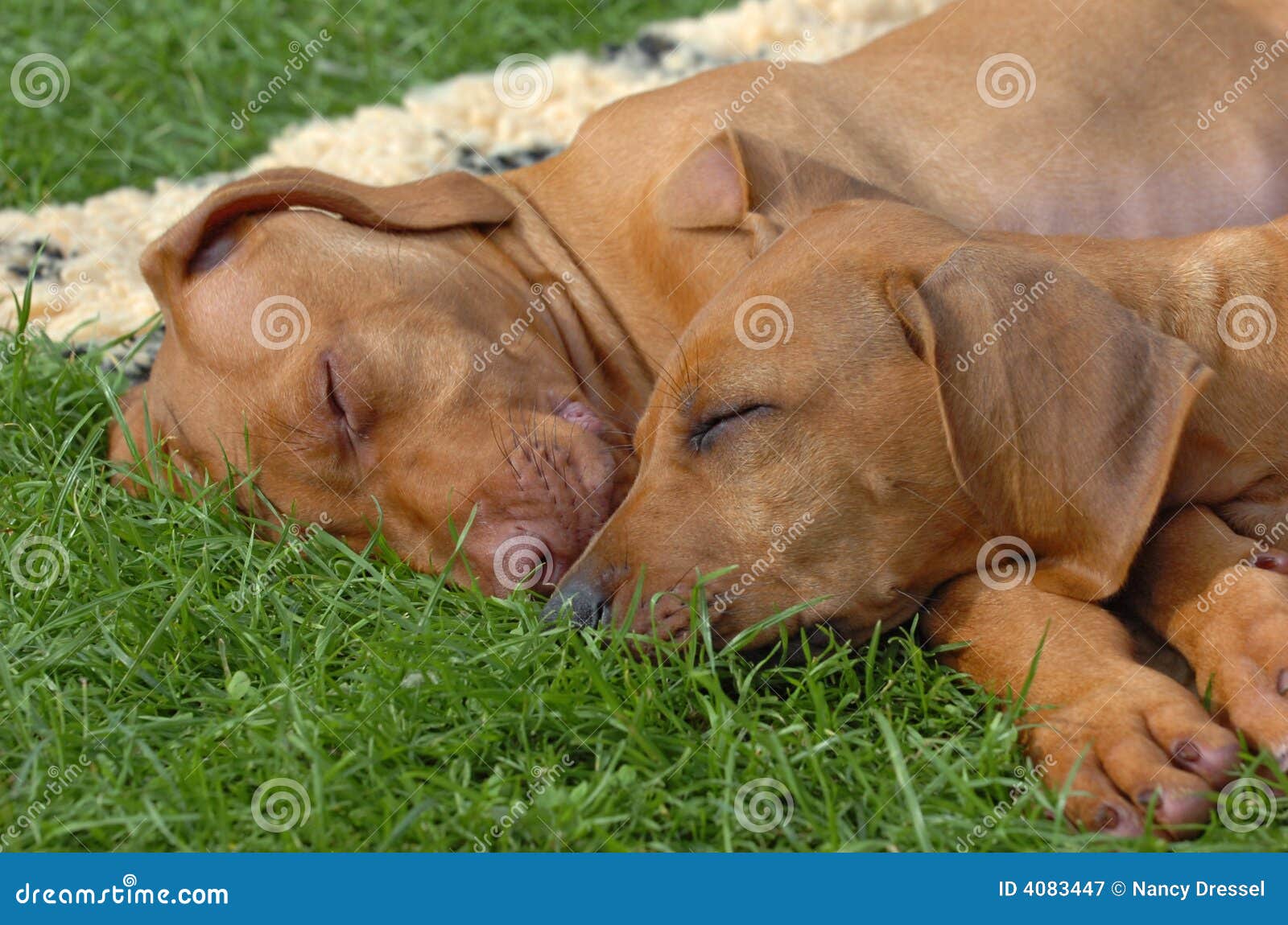 Rhodesian Ridgeback Puppies Sleeping Stock Image - Image of cute ...