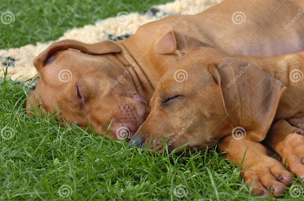 Rhodesian Ridgeback Puppies Sleeping Stock Image - Image of cute ...