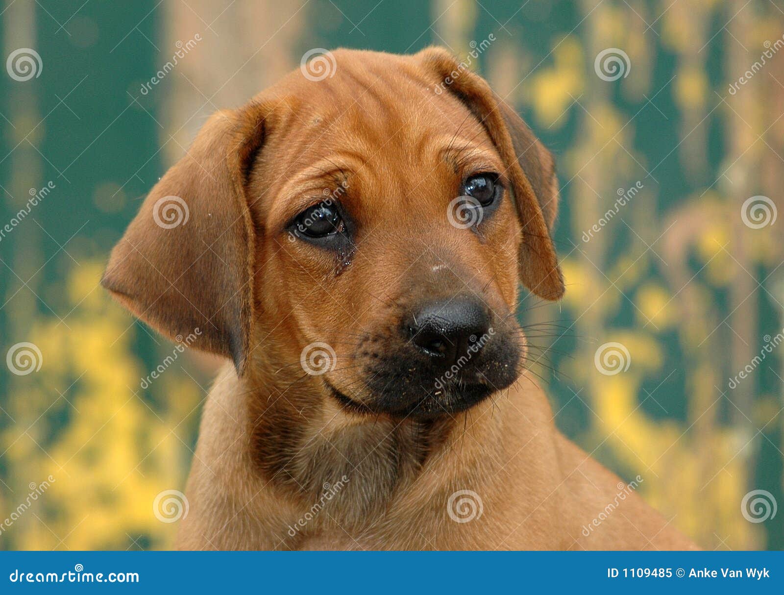 Rhodesian Ridgeback puppy stock image. Image of family - 1109485