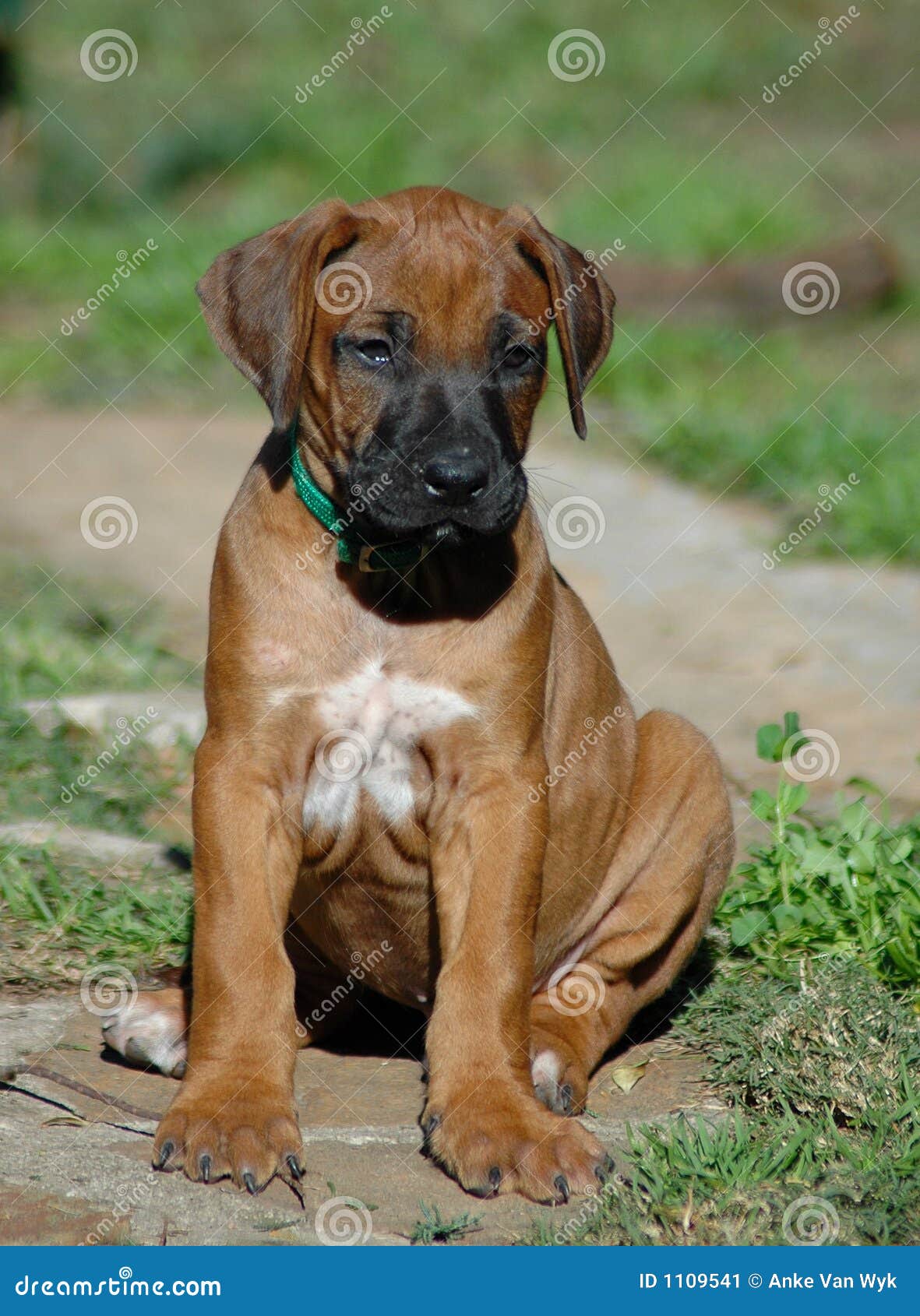 Black Rhodesian Ridgeback Puppy