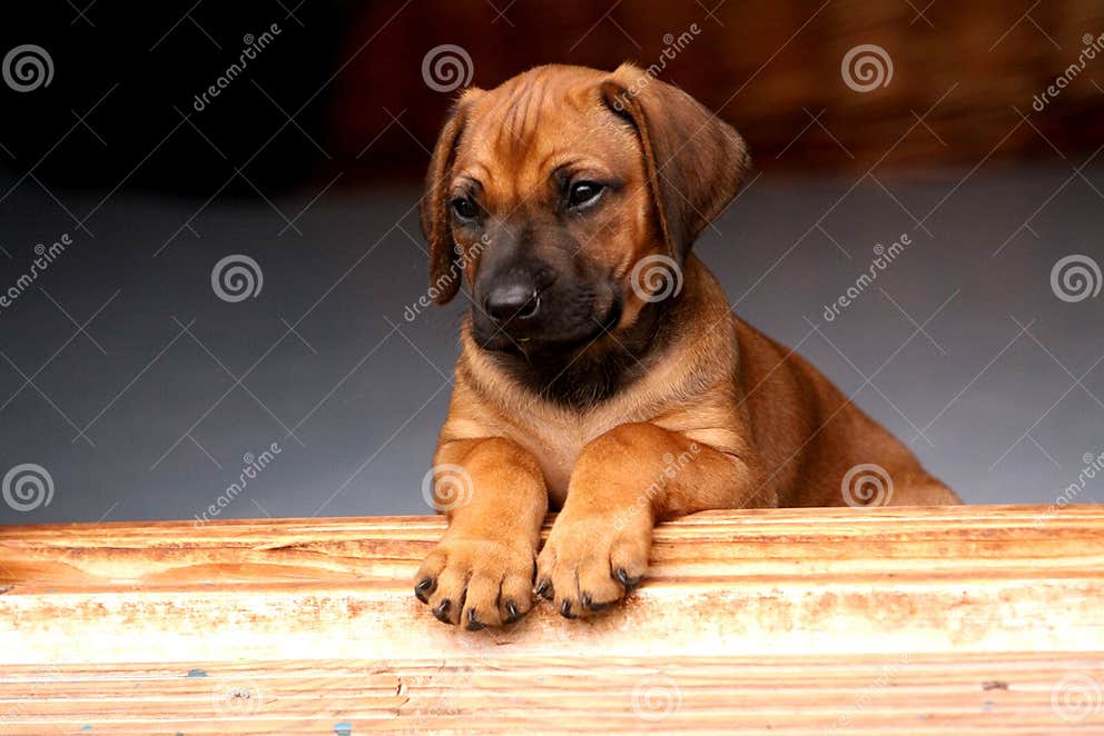 Rhodesian Ridgeback Puppy stock photo. Image of garden - 11349362