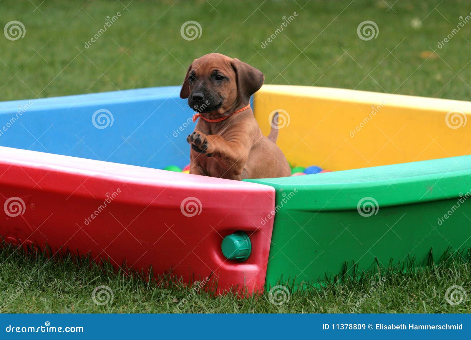 Rhodesian Ridgeback Puppy stock image. Image of breeding - 11378809