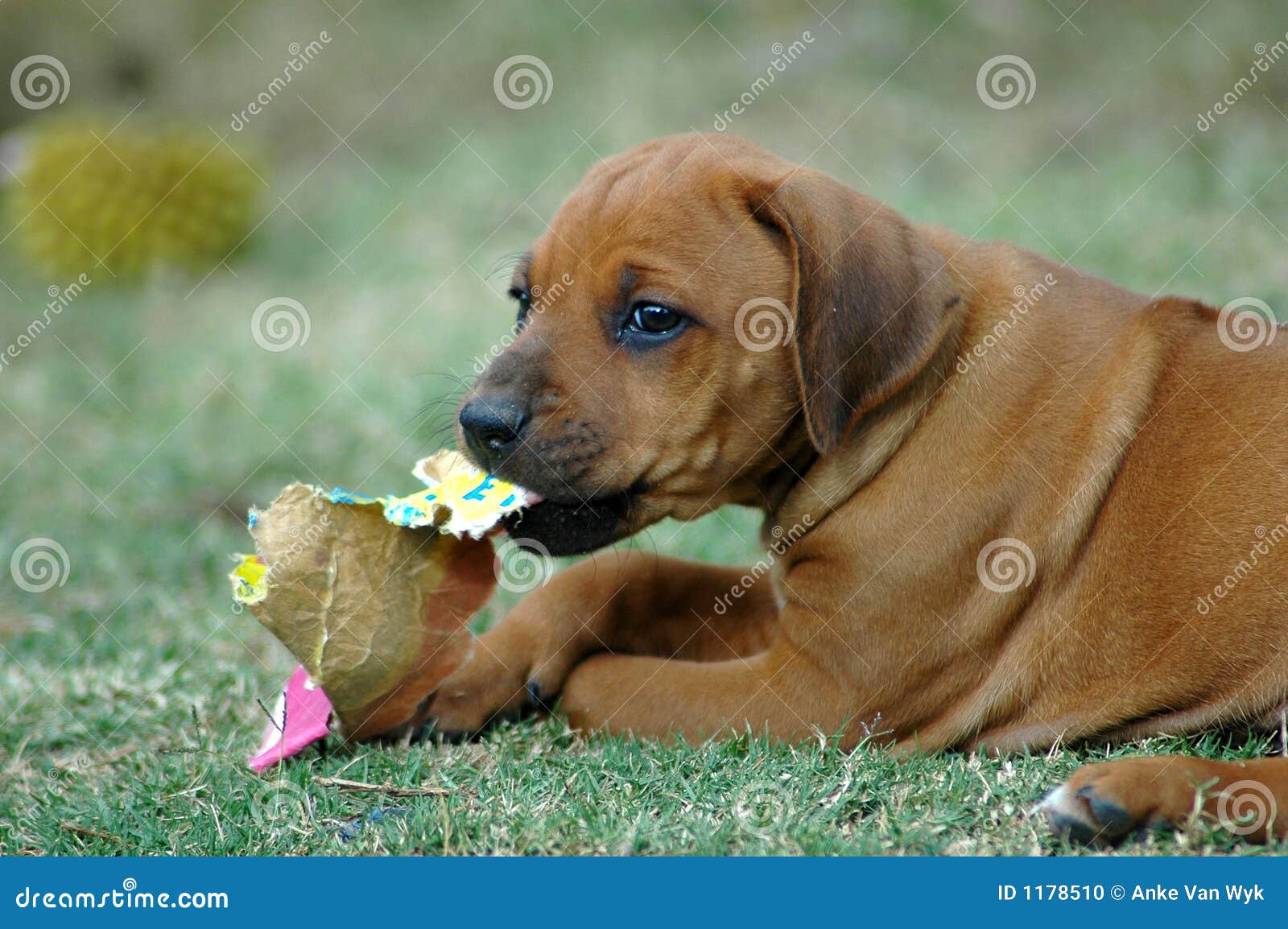Rhodesian Ridgeback puppy stock photo. Image of action - 1178510