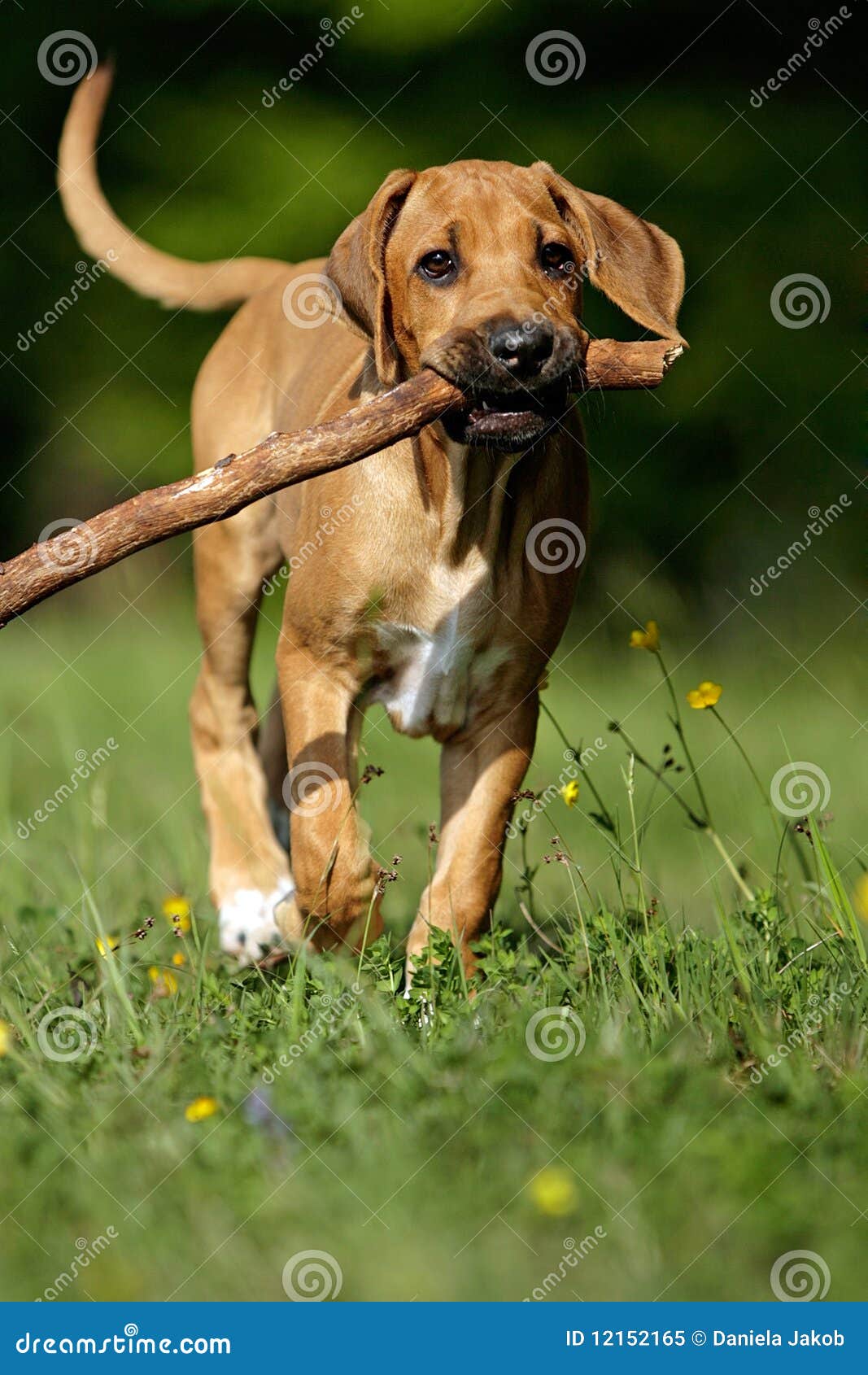 Rhodesian Ridgeback puppy stock image. Image of happy - 12152165