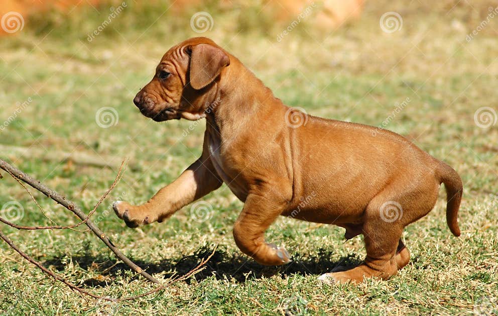 Rhodesian Ridgeback puppy stock photo. Image of animal - 1229462