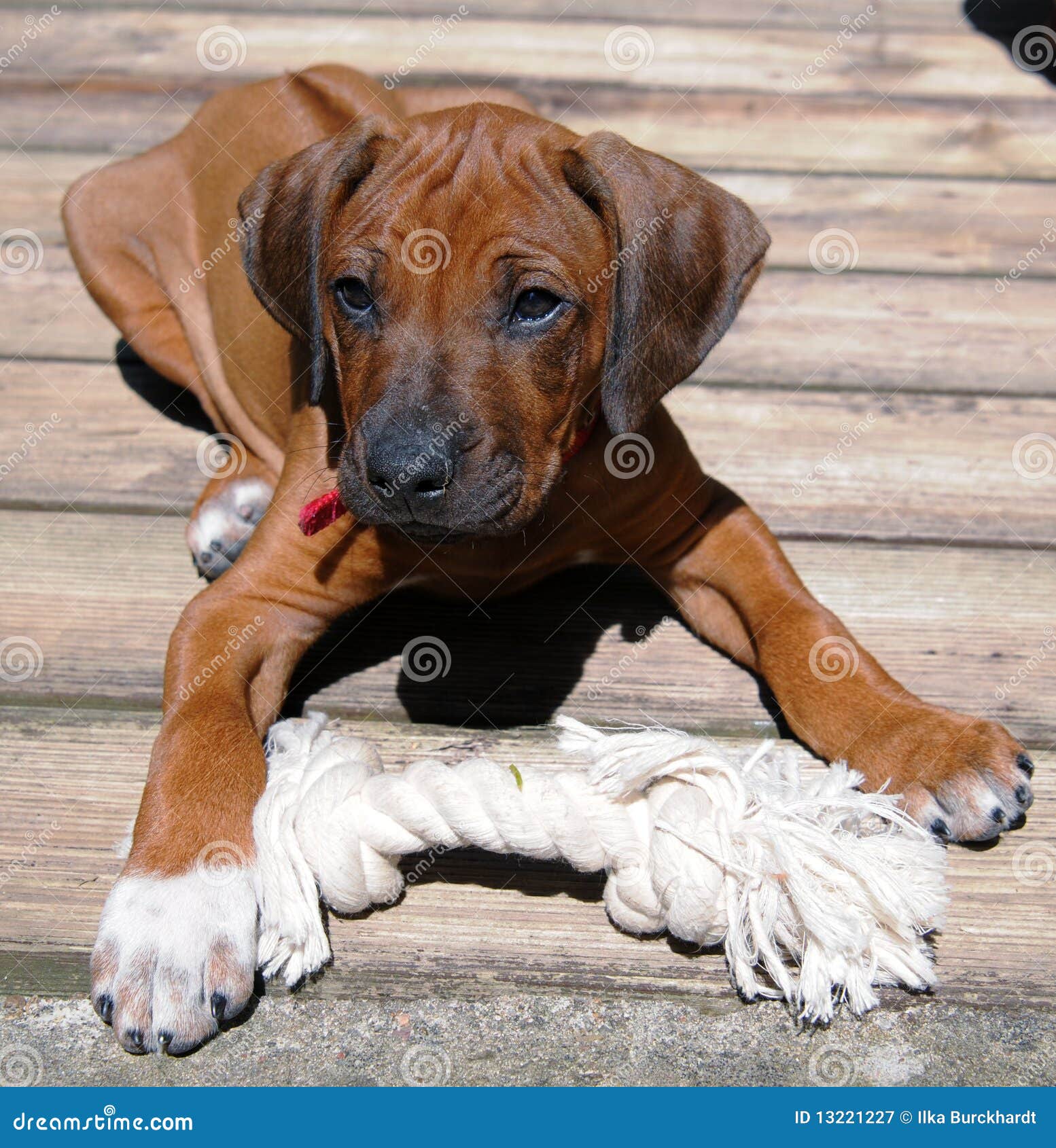 Rhodesian Ridgeback puppy stock image. Image of puppy - 13221227