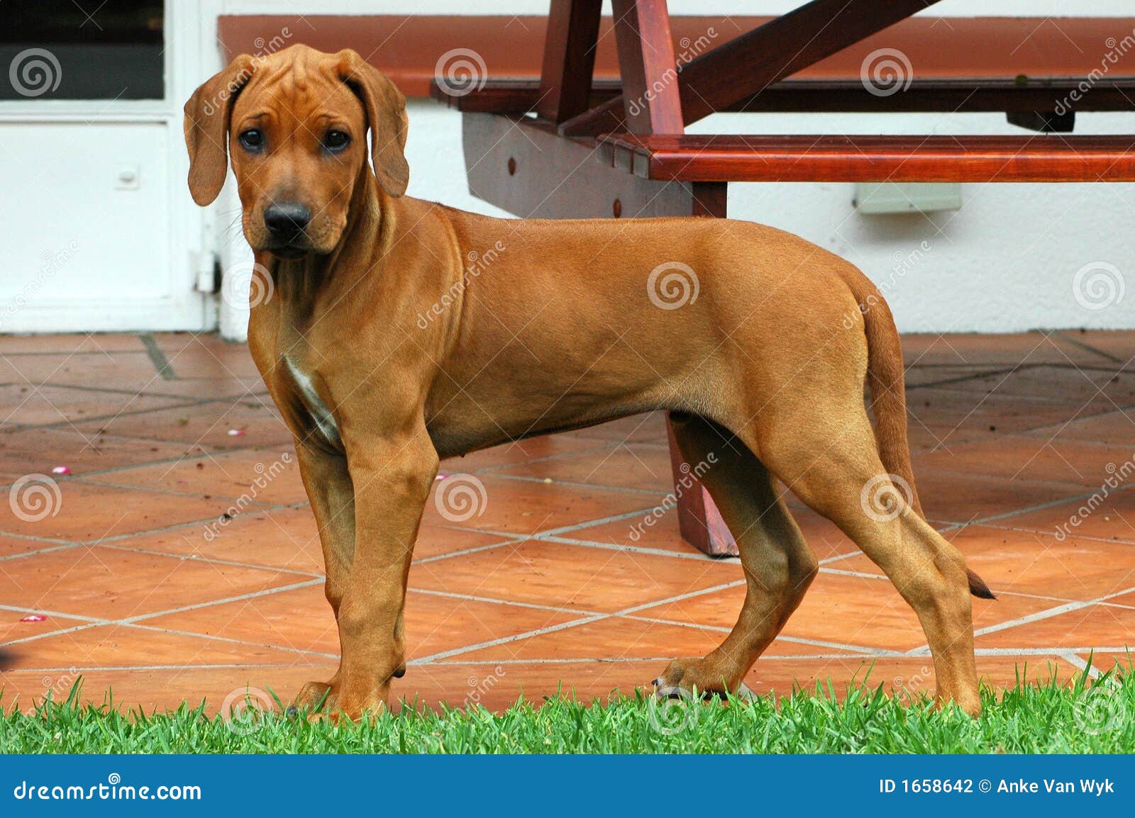 Rhodesian Ridgeback puppy stock photo. Image of puppy - 1658642