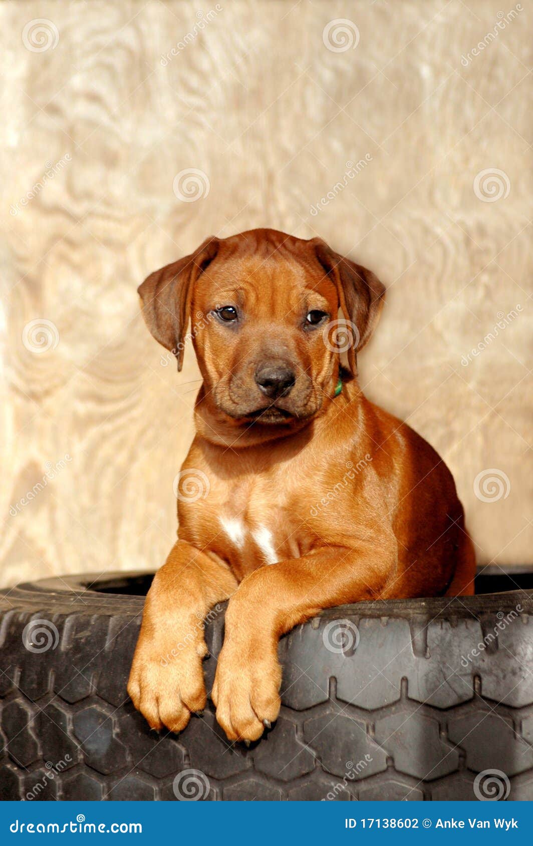 Dog Paws Rhodesian Ridgeback Royalty-Free Stock Photo | CartoonDealer ...